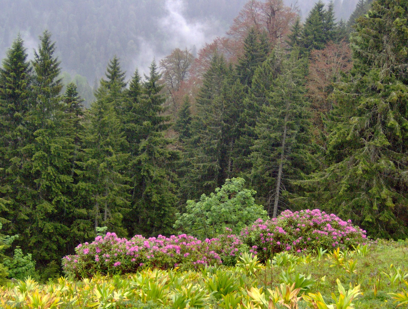 Manzaralarla Dereli – Dereli Belediye Başkanlığı