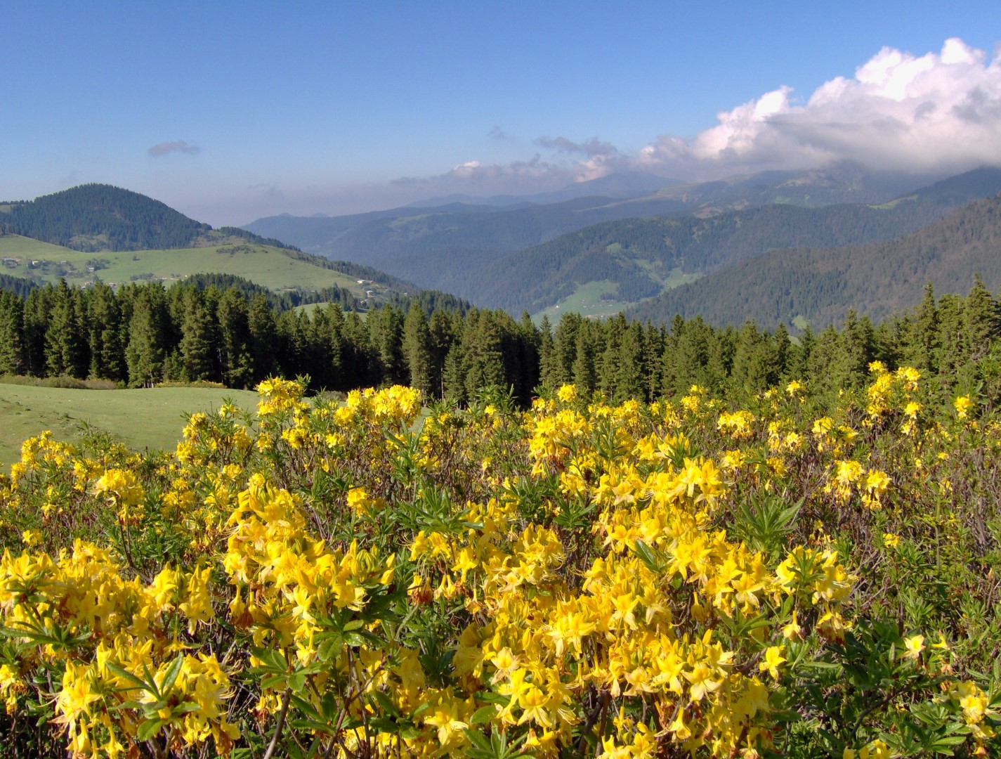 Manzaralarla Dereli – Dereli Belediye Başkanlığı